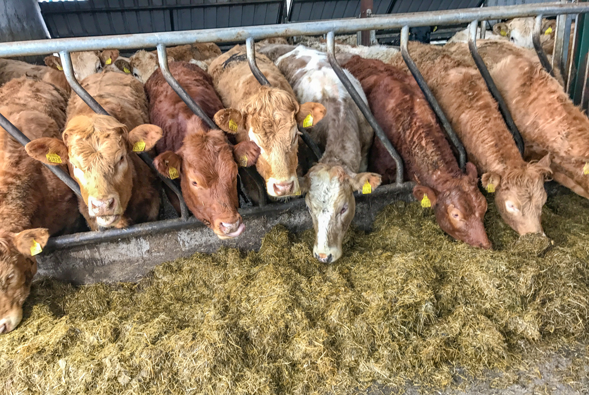 Cow trade takes another setback in Northern Ireland - Agriland.co.uk