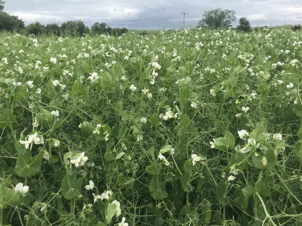 DAERA to launch pilot payment scheme for protein crops - Agriland.co.uk