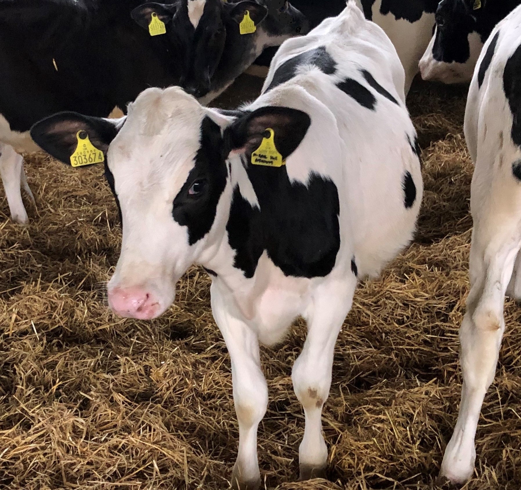 Scottish heifer identified among world's highest-ranking Holstein ...