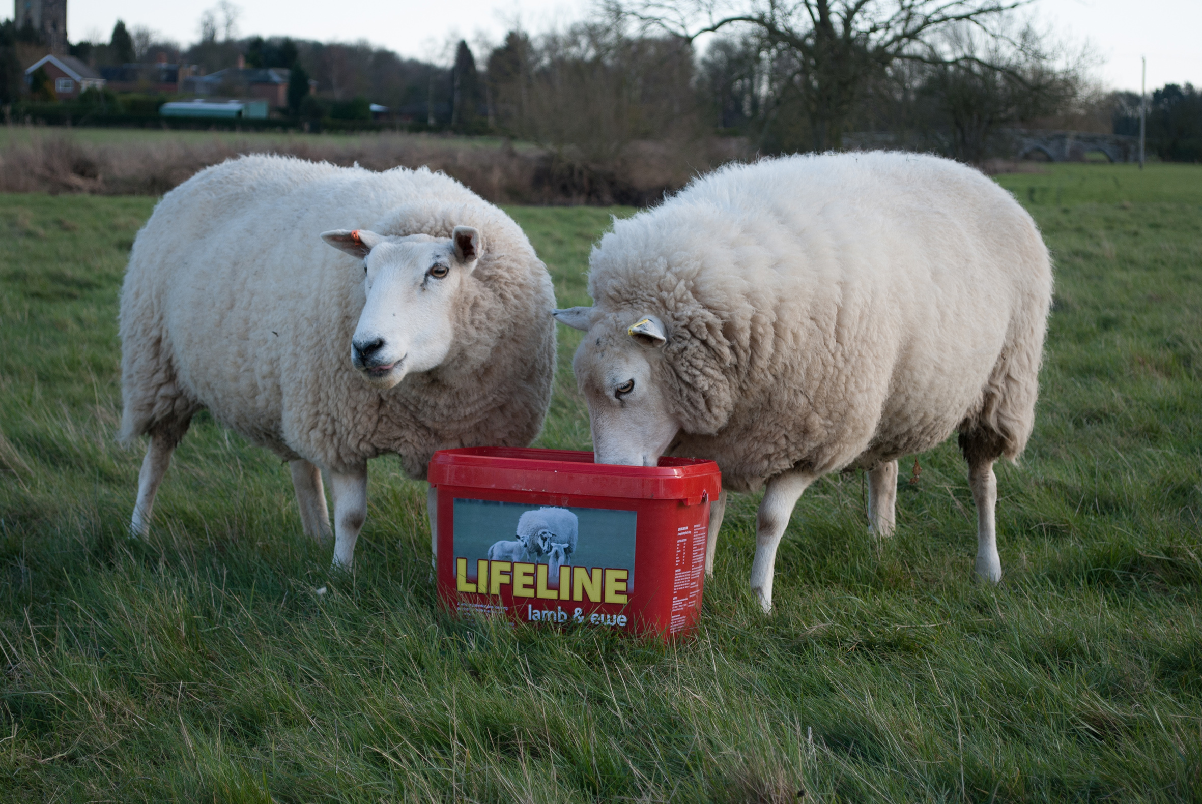 Managing ewe nutrition during lambing is essential to flock performance ...