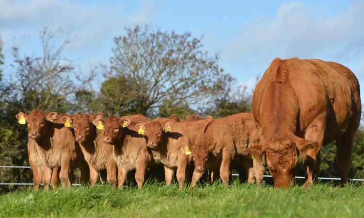 What’s involved with embryo transfer in cattle? - Agriland.co.uk