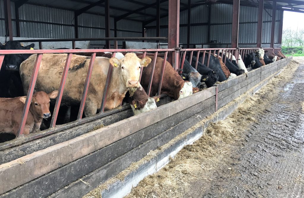 Having all the essentials ready for the calving season - Agriland.co.uk