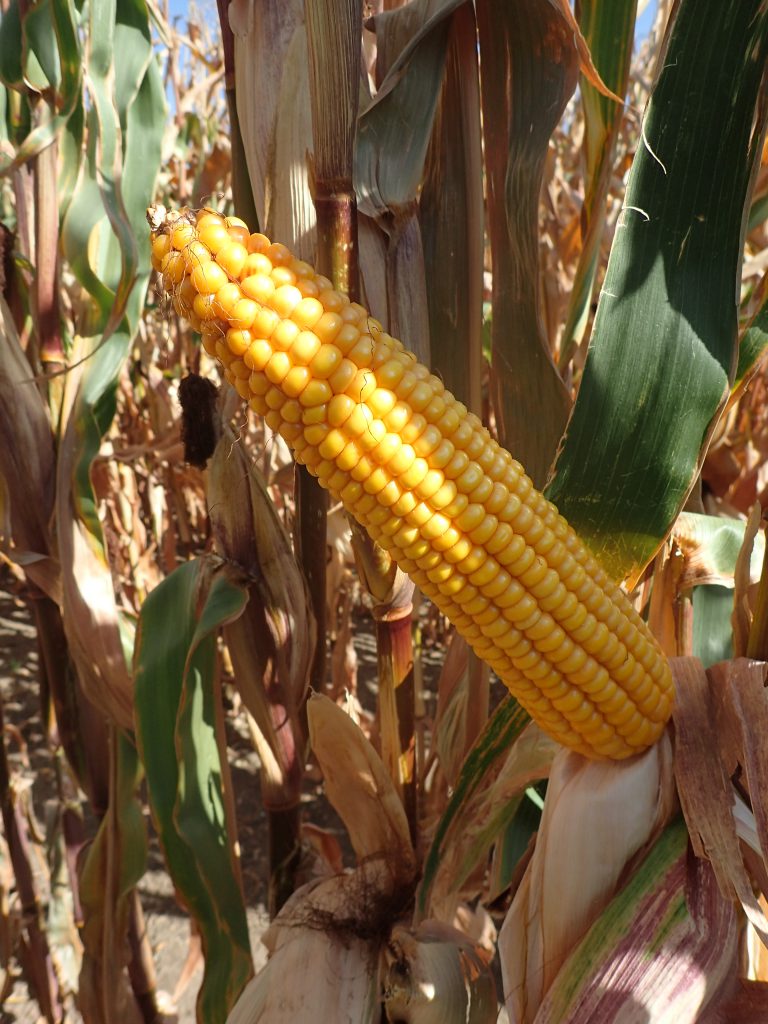 Latest results show very high yield potential for newest Pioneer maize ...