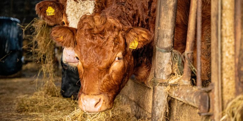 Beef prices strengthen again in Northern Ireland - Agriland.co.uk