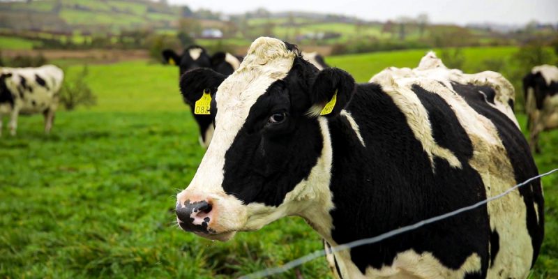 'Milly Cow Gives Milk' book aims to connect children with the food they ...