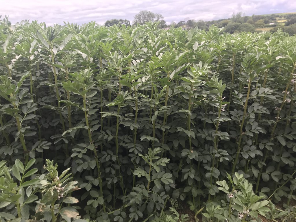 CAFRE update on recently announced protein crop scheme