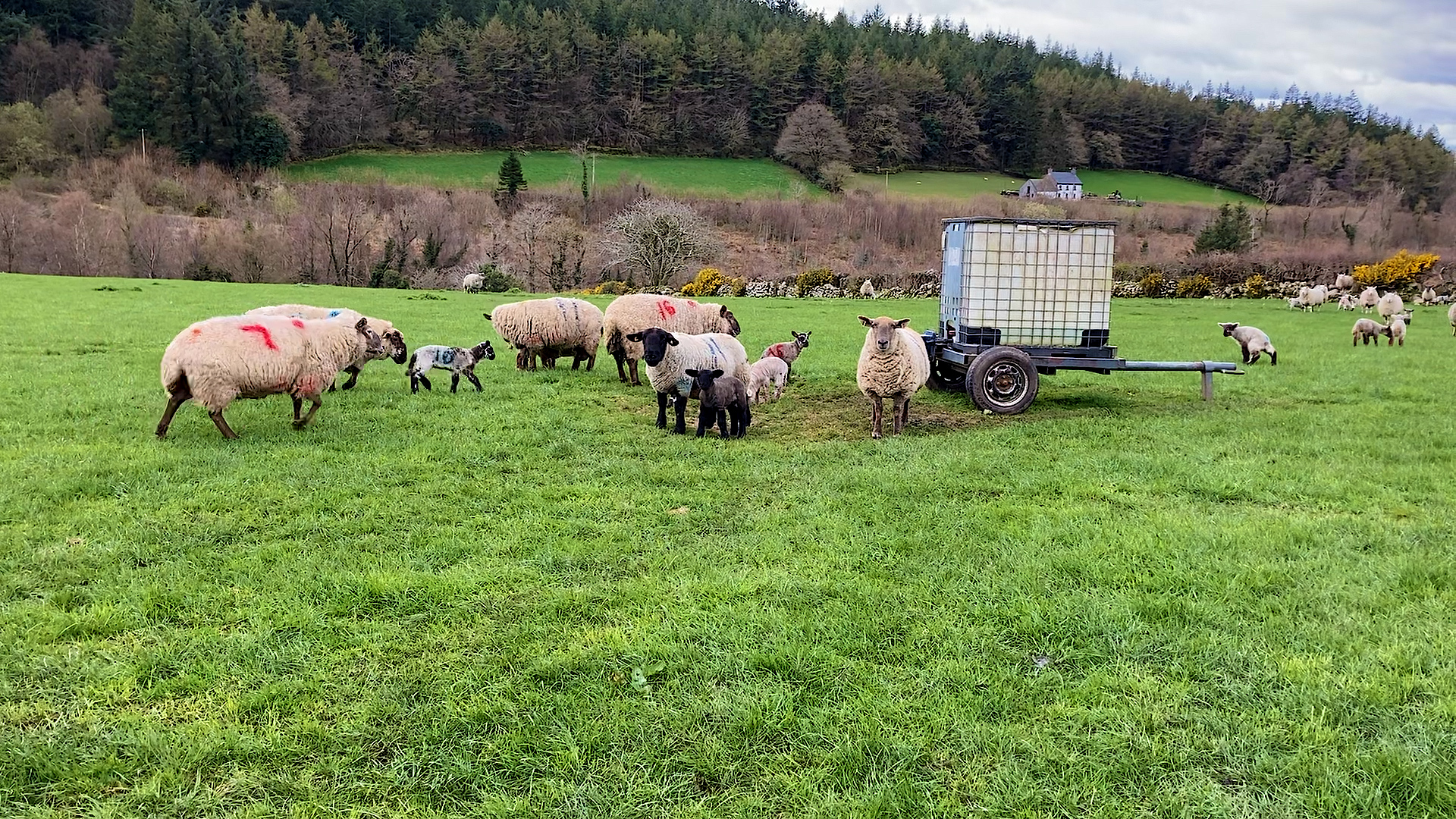 Mild weather prompts nematodirus warning for sheep farmers