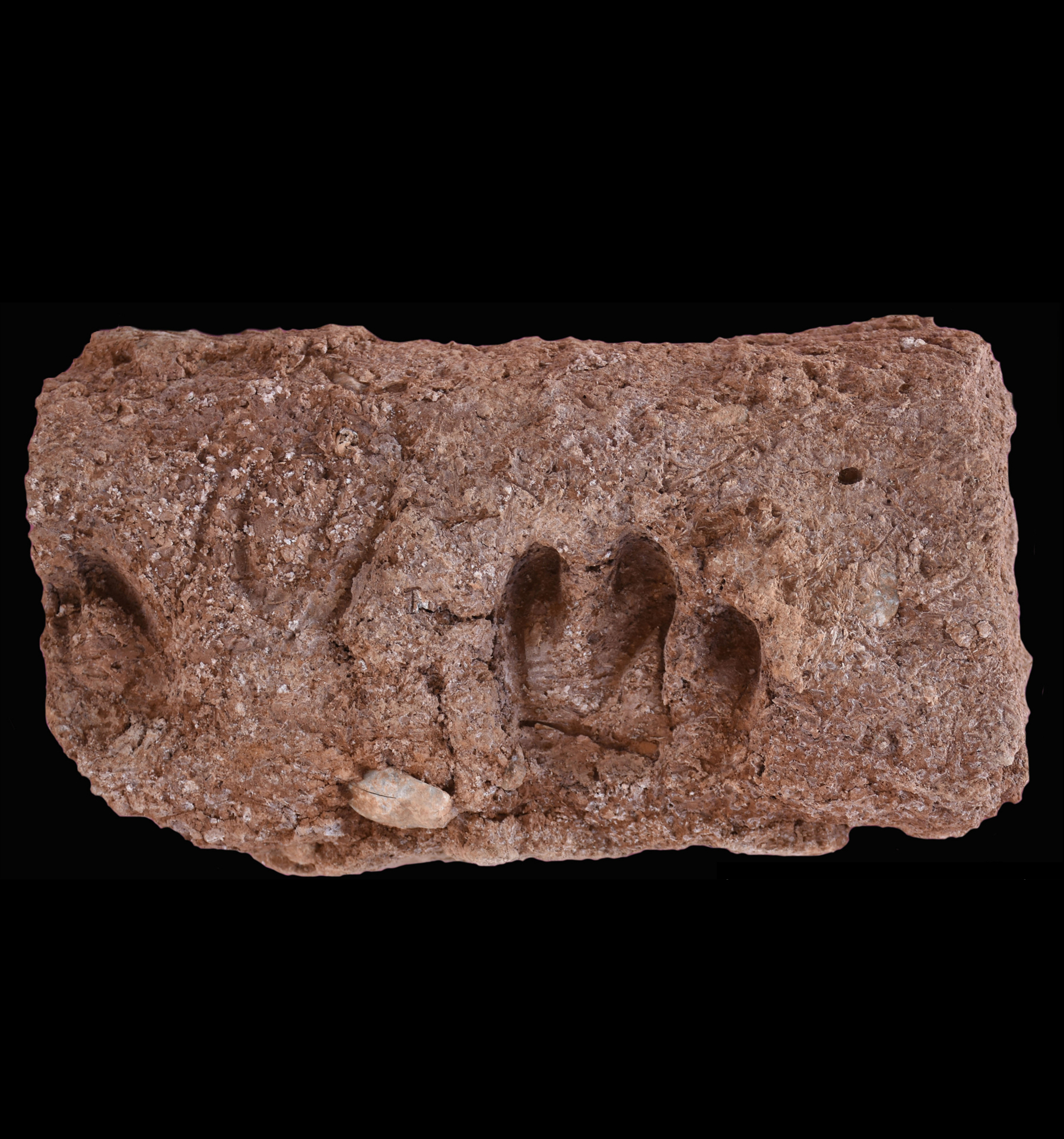 Ancient goat DNA offers insight into genetic legacy of agriculture ...