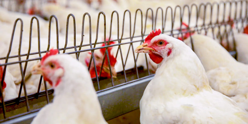 CO2 shortage: Supermarkets say NI poultry farms were ‘days from crisis ...