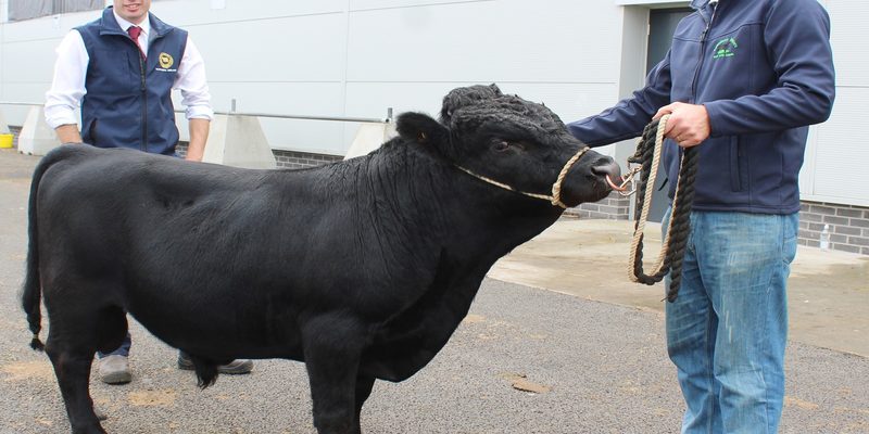 New herd names come to the fore at Balmoral Show - Agriland.co.uk