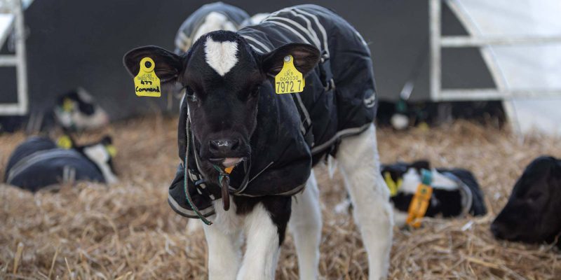 How well do you really clean your calf-rearing units? - Agriland.co.uk