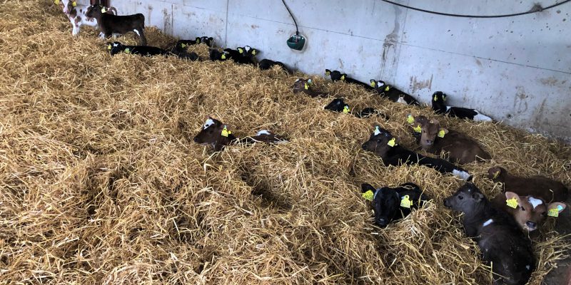 Autumn-calving: Clinical signs of pneumonia in calves - Agriland.co.uk