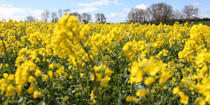New ‘Phoma’ disease threat on oilseed rape emerges in UK - Agriland.co.uk