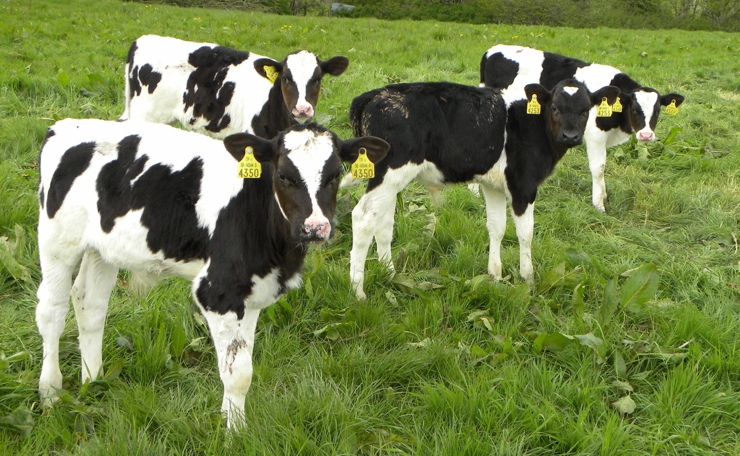 Great British Calf week returns this month - Agriland.co.uk
