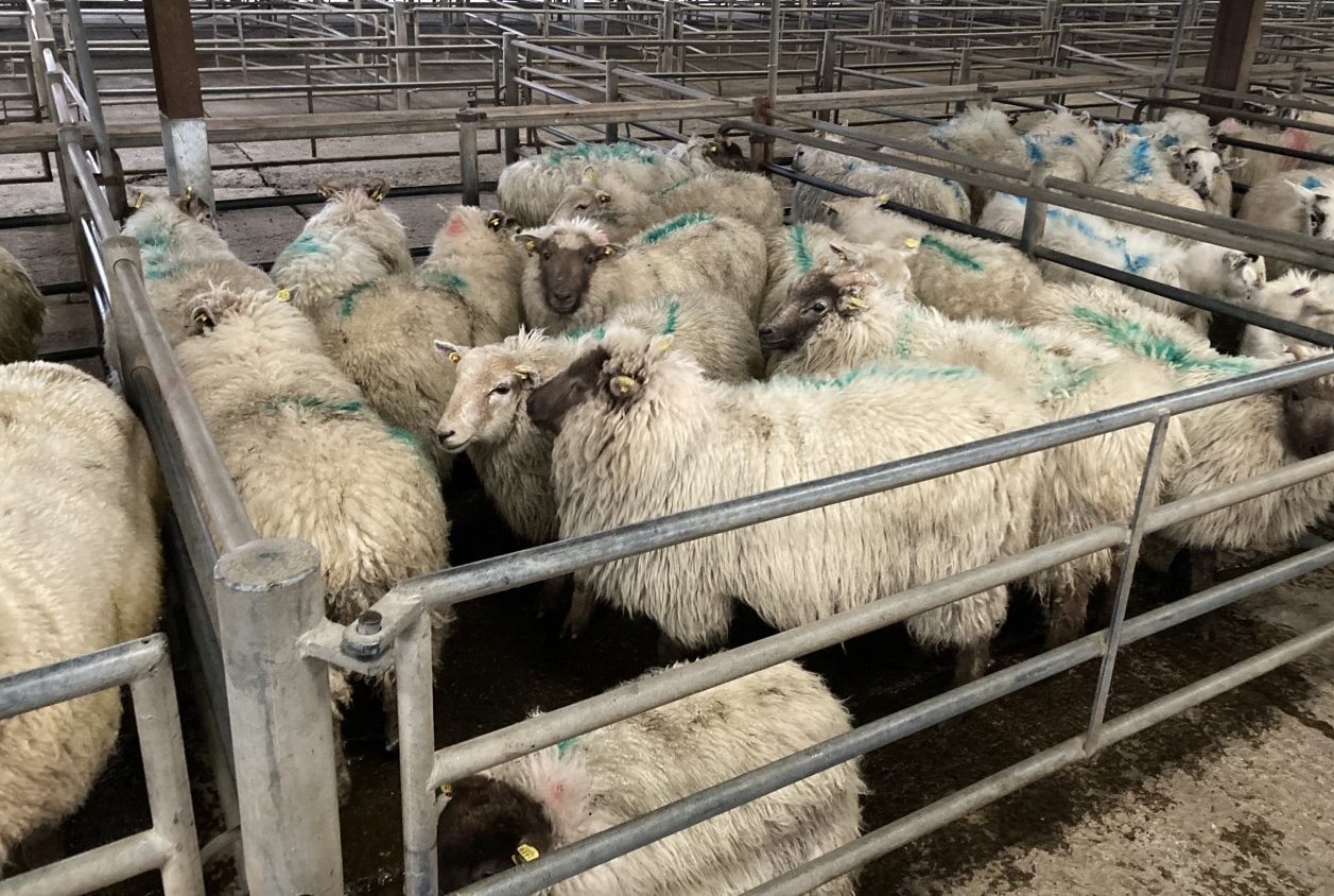 GB hogget prices fall below Feb 2021 rates - Agriland.co.uk