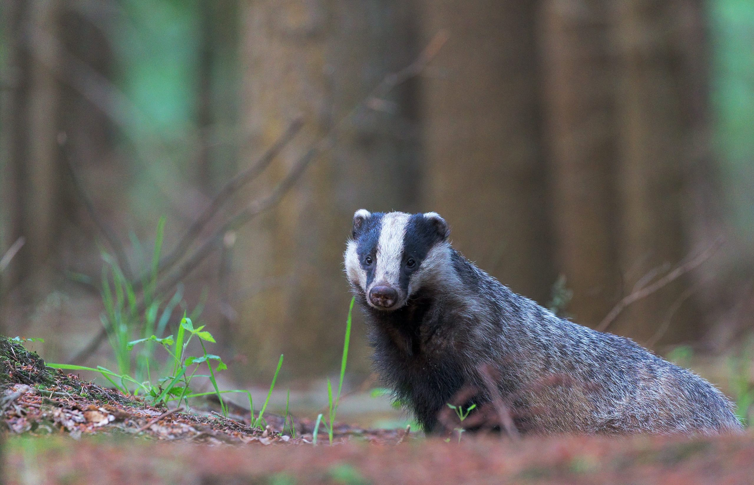 Government introduces new badger vaccination licence - Agriland.co.uk
