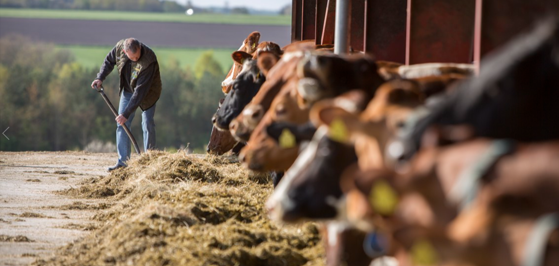 10,000 cows involved in pilot methane-reduction programme