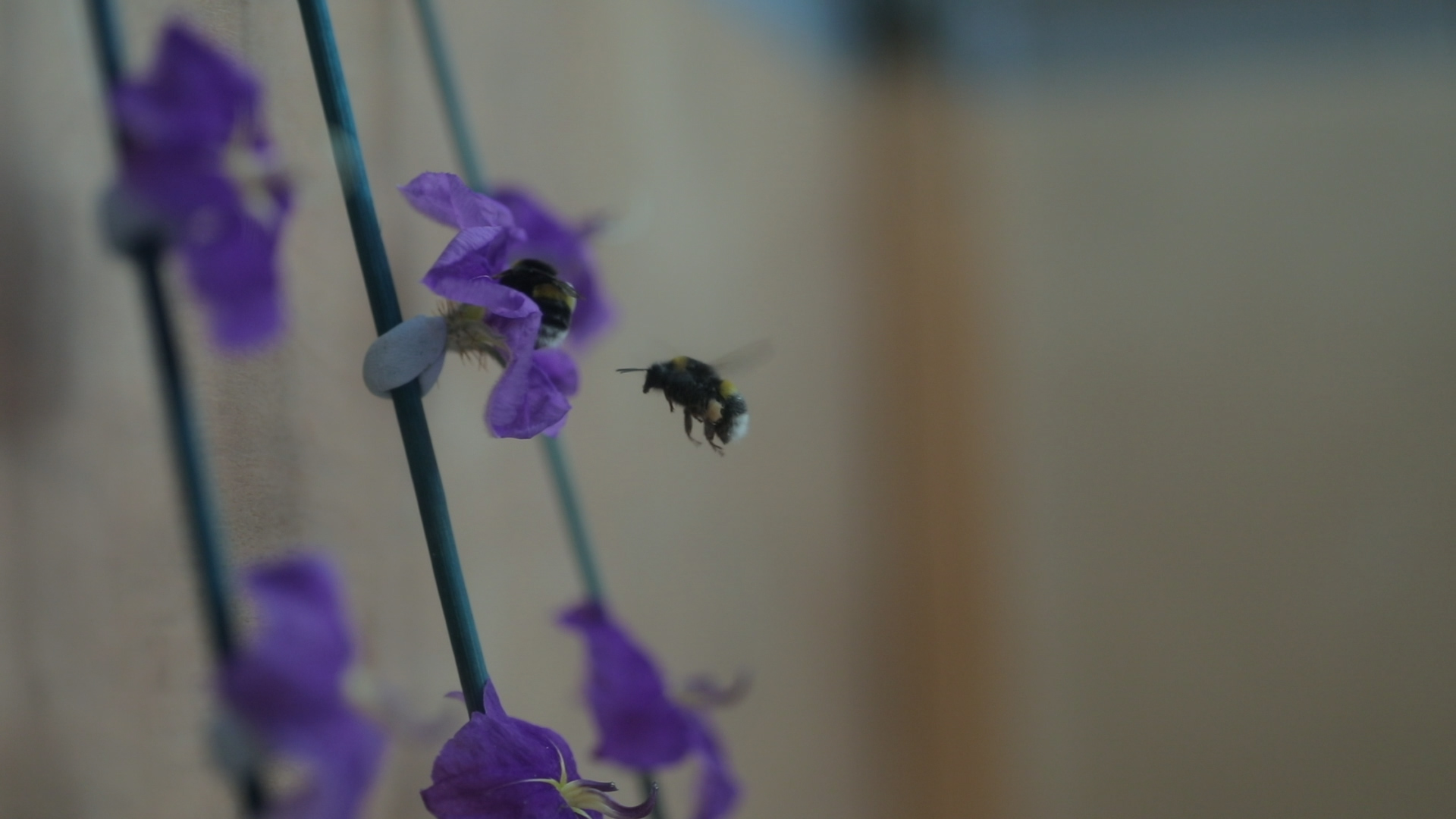 Scientists to create tiny robotic bees for pollination - Agriland.co.uk