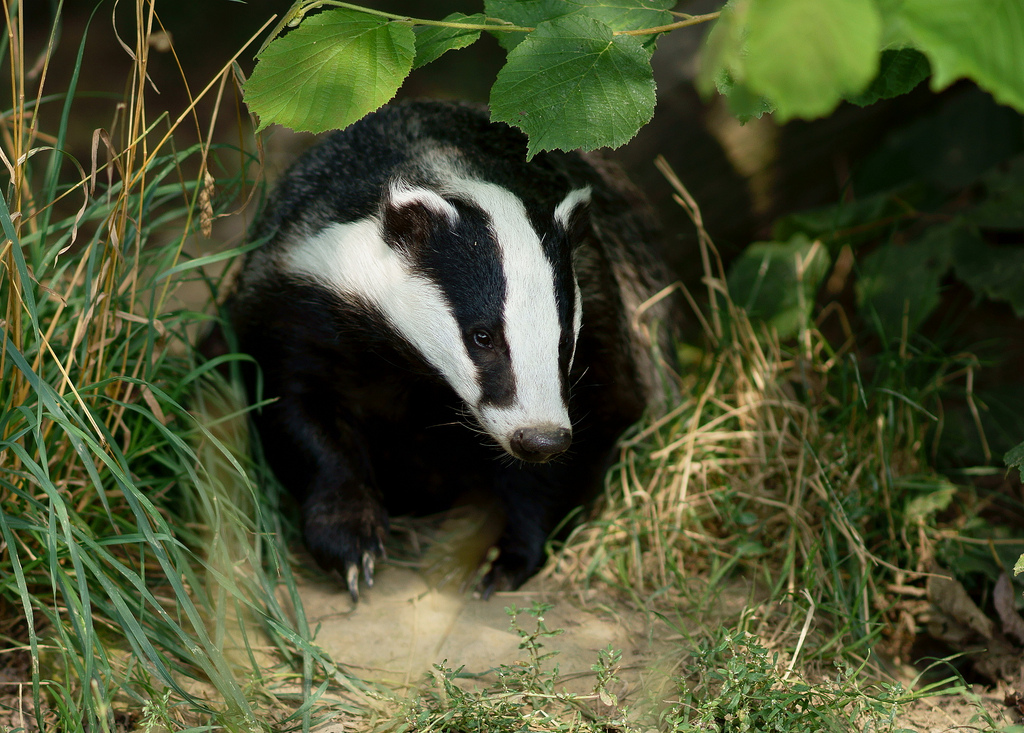 Wildlife groups to legally challenge badger cull in NI - Agriland.co.uk