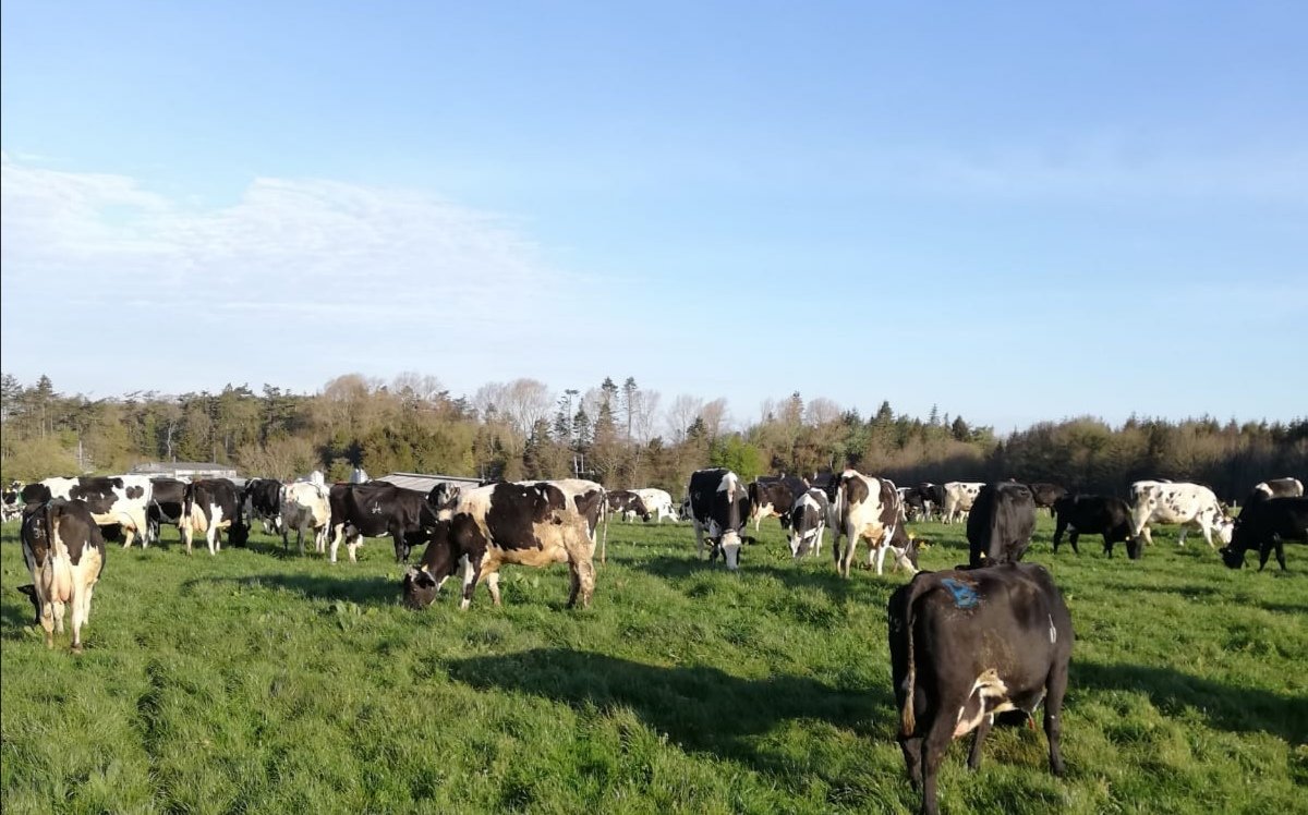 Research: Climate obligations may force cap on NI livestock numbers