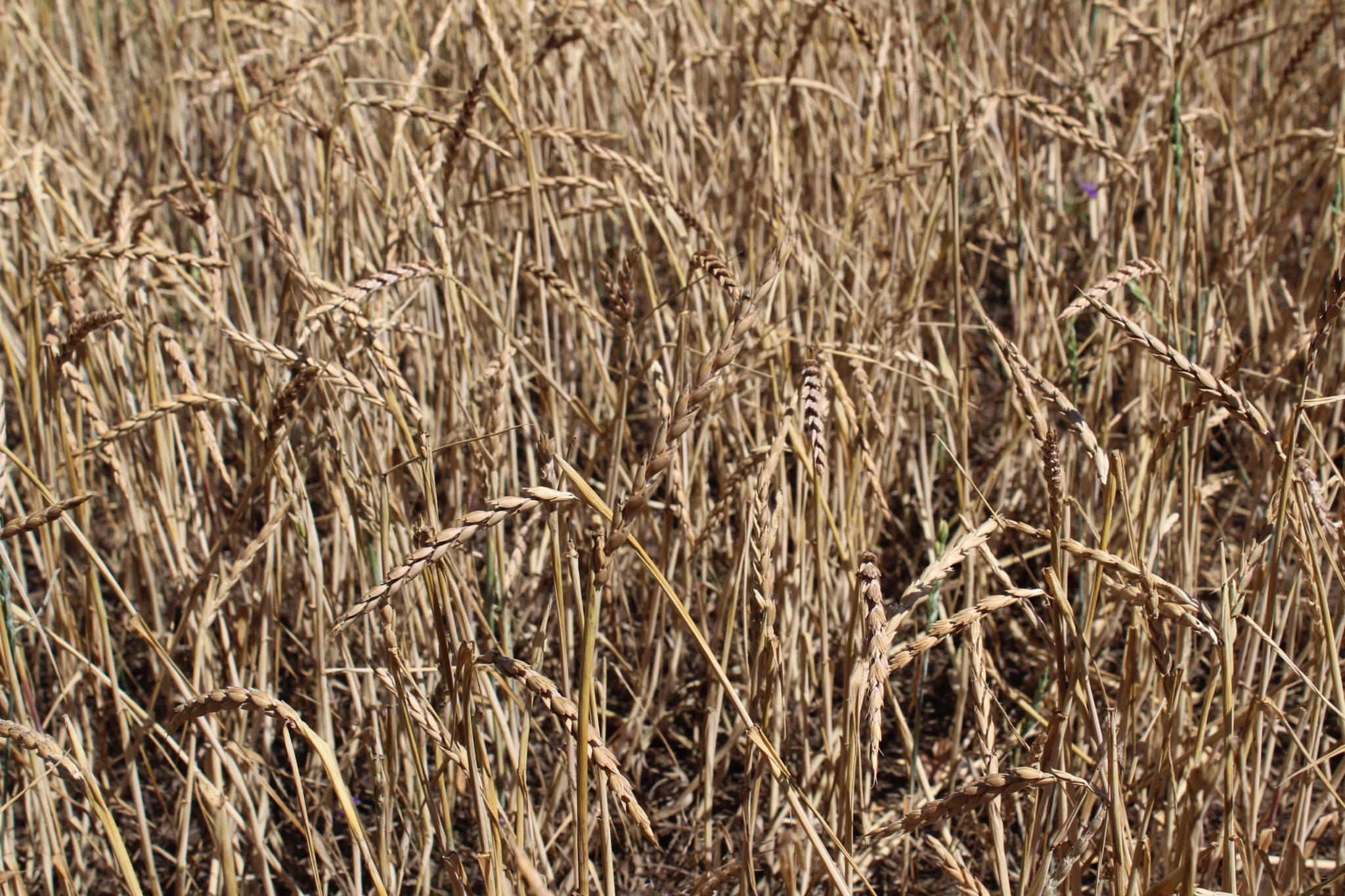 Tillage: Fancy growing a crop of spelt? - Agriland.co.uk