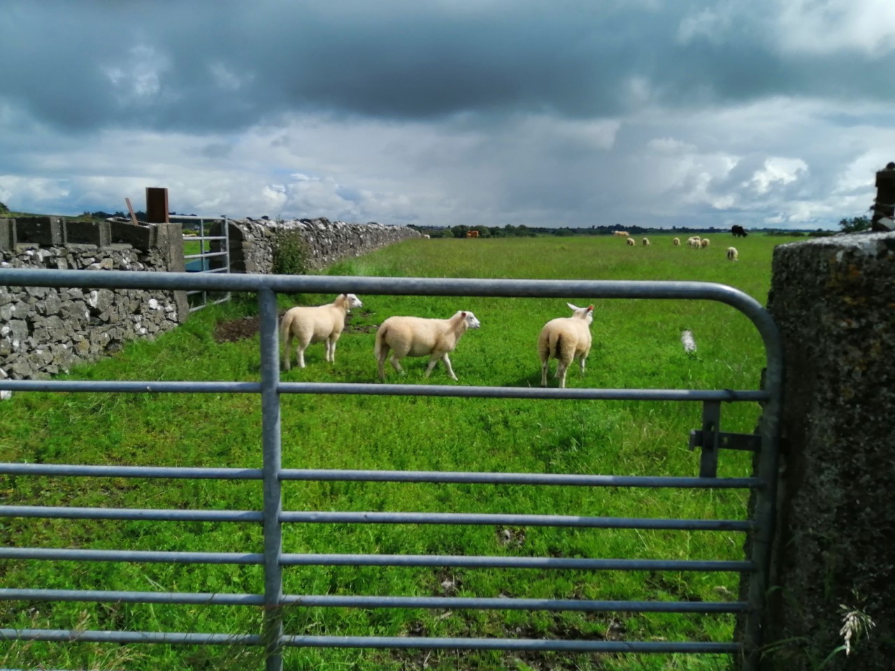 Appeal to rural communities to help farmers protect livestock