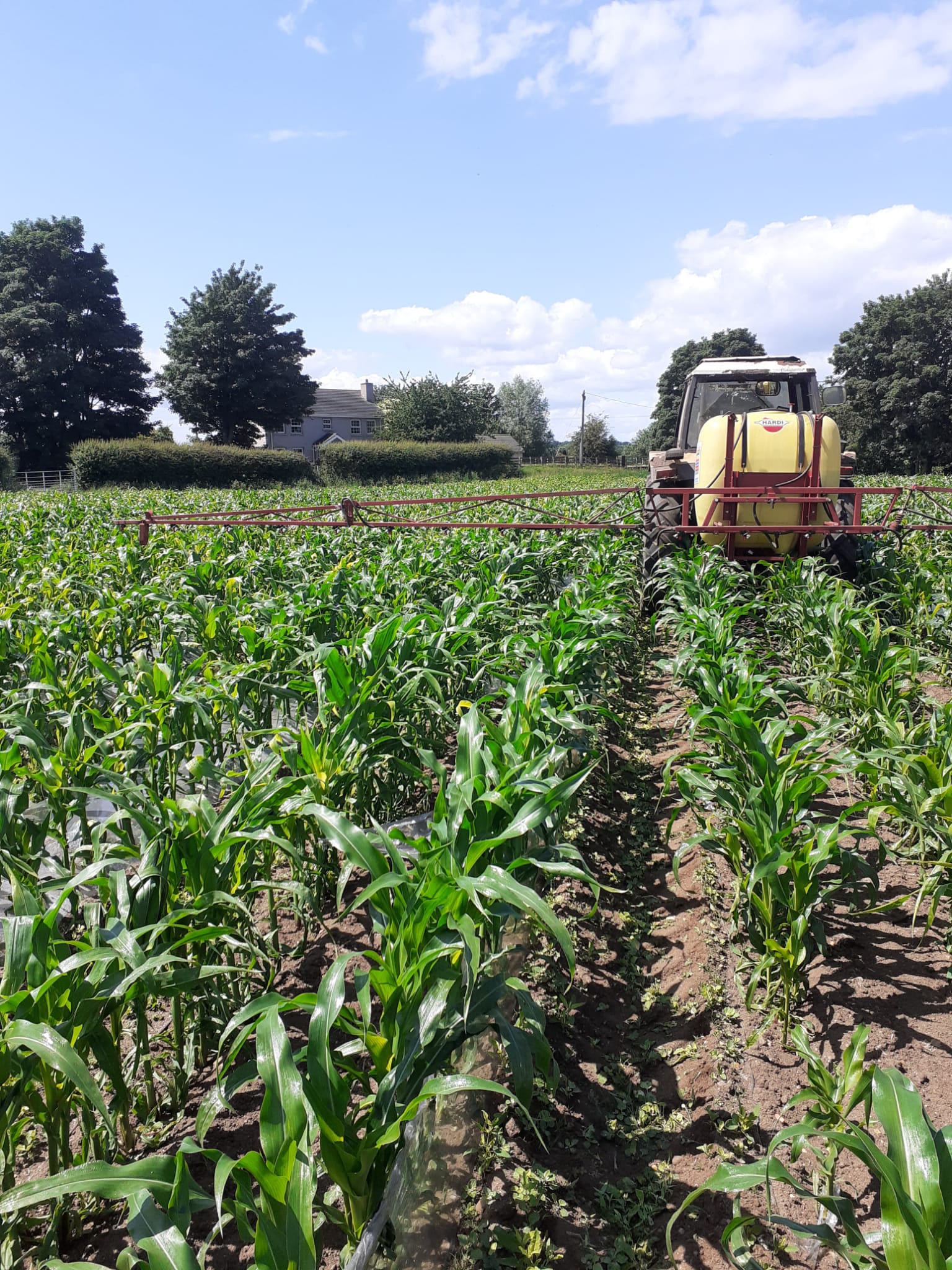 Northern Ireland’s maize acreage is by approximately 15% - Agriland.co.uk
