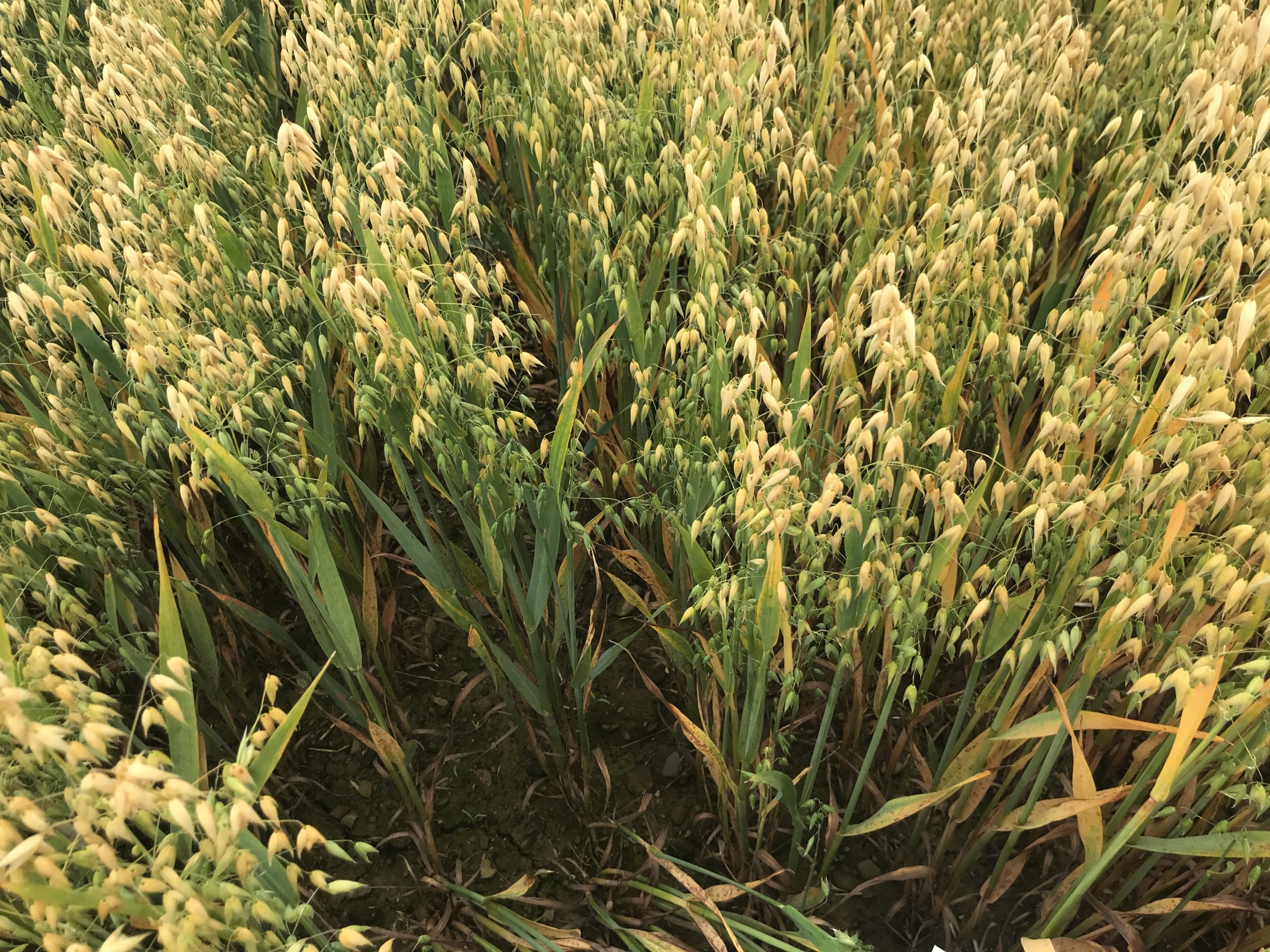 Winter oat varieties perform well in AHDB trials - Agriland.co.uk