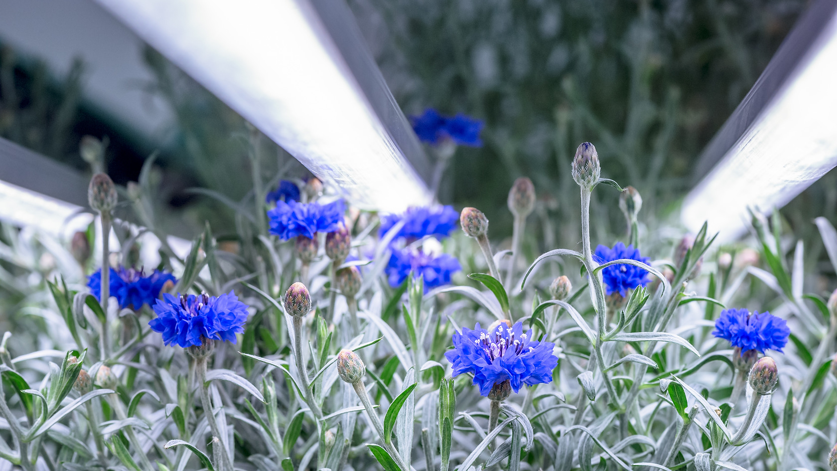 Vertical farming laboratory to grow herbs for cosmetics