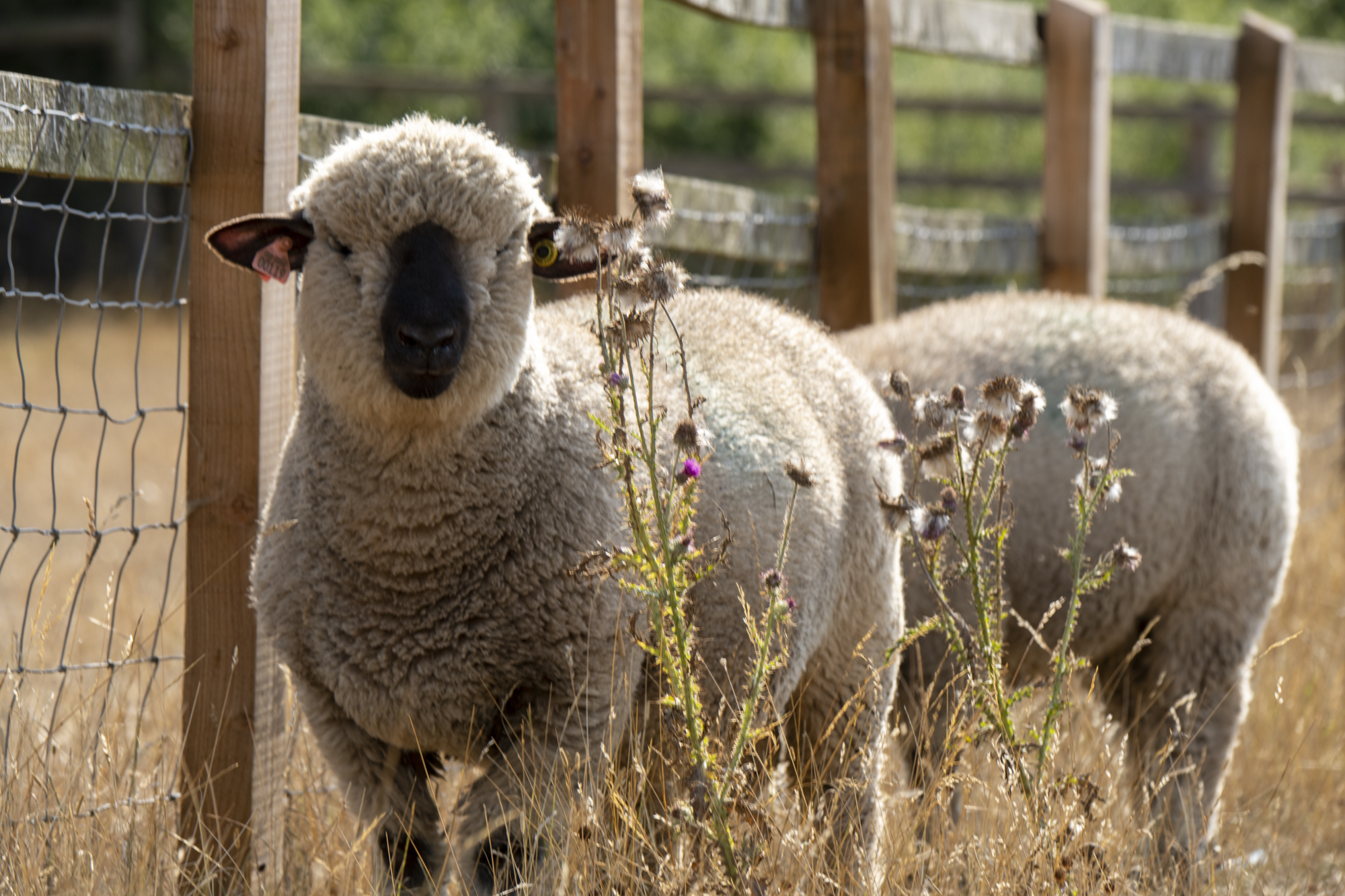 Blenheim Estate welcomes new breed of sheep