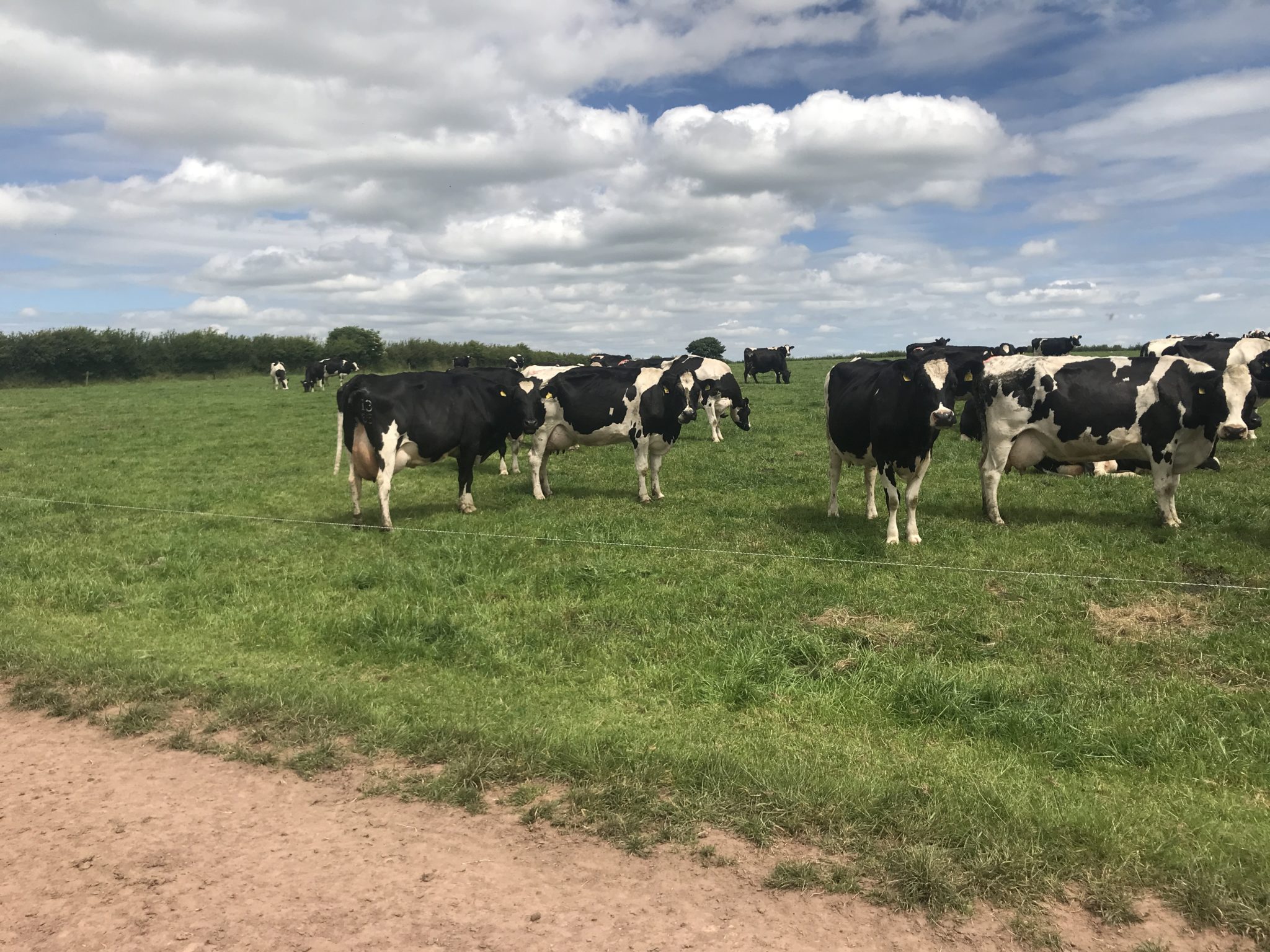 More dairy cows in Co. Tipperary than Scotland - Agriland.co.uk