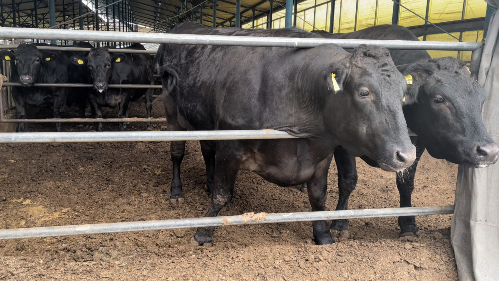 Video: Japanese ‘mega farm’ produces milk and Wagyu beef