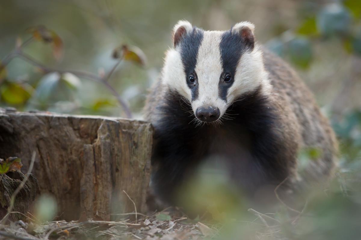NI badger cull unlikely to take place this year - Agriland.co.uk