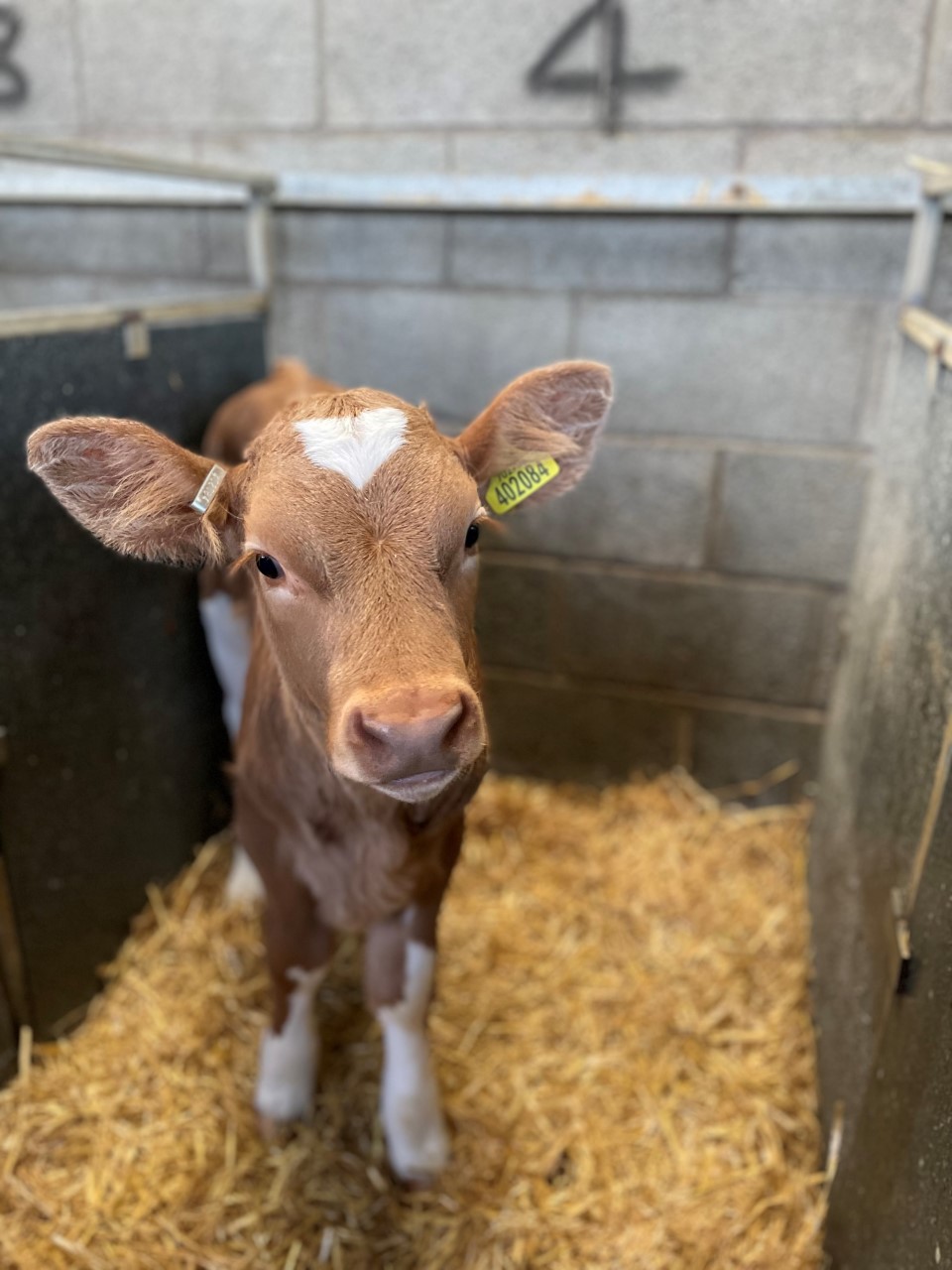 ForFarmers national roadshow focuses on youngstock