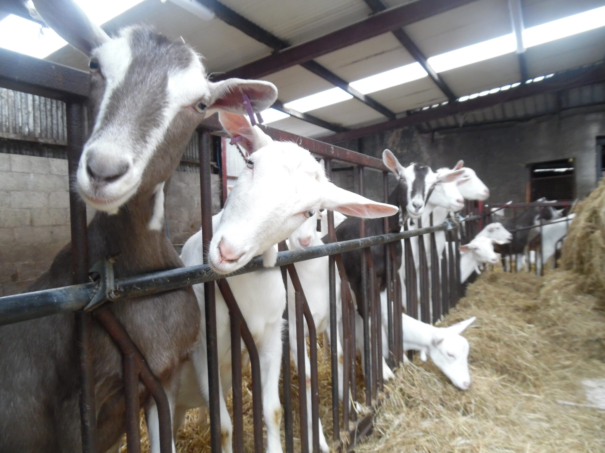 Commercial goat dairy herd showcased to the public