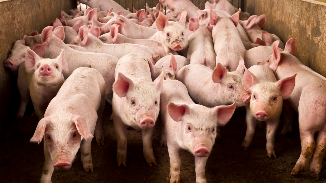 Feed responsible for more than 80% of costs on pig units - Agriland.co.uk