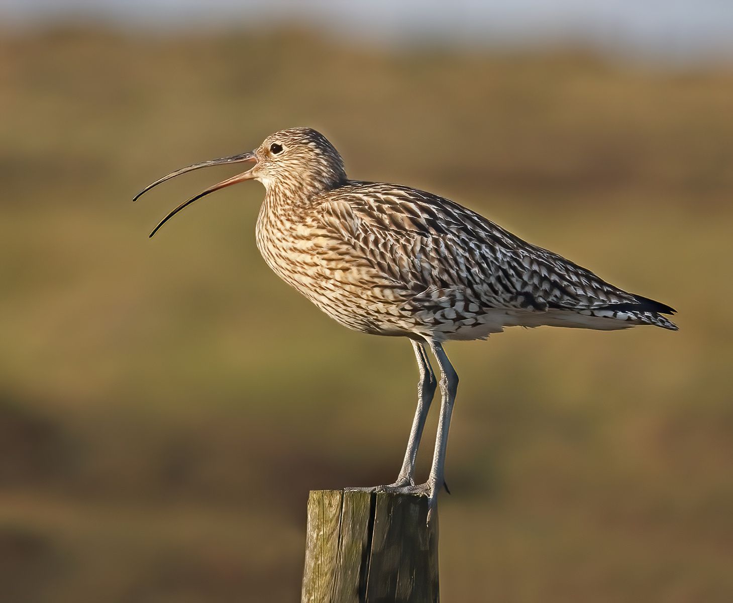 New award for northern farmers to recognise Curlew conservation