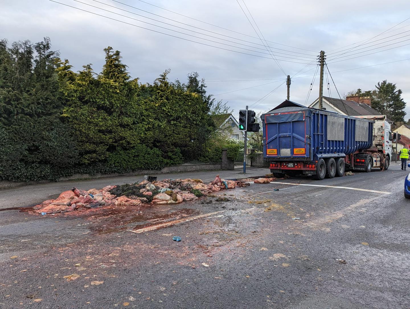 Video: Animal carcasses block road after lorry sheds load