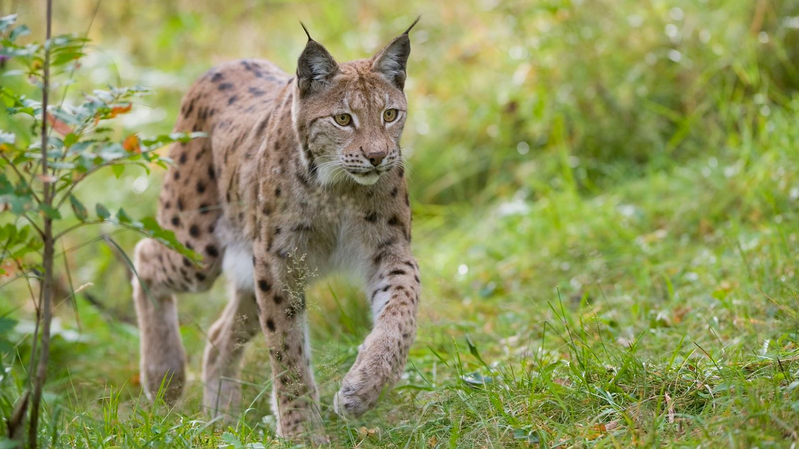 'Farming and lynx can co-exist' - Missing Lynx Project - Agriland.co.uk