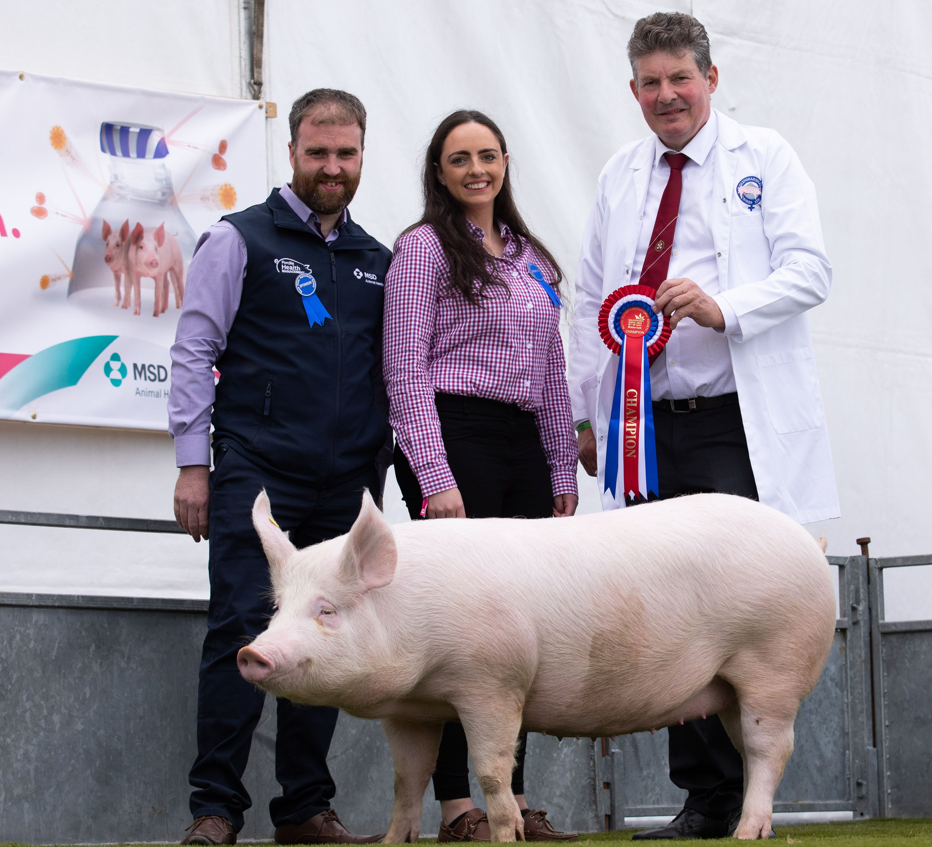 MSD Animal Health expands pig team - Agriland.co.uk