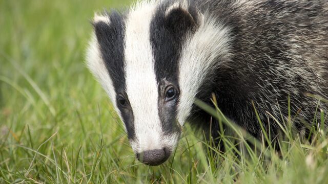 Yorkshire: 5 men arrested following dog attacks on badgers | The ...