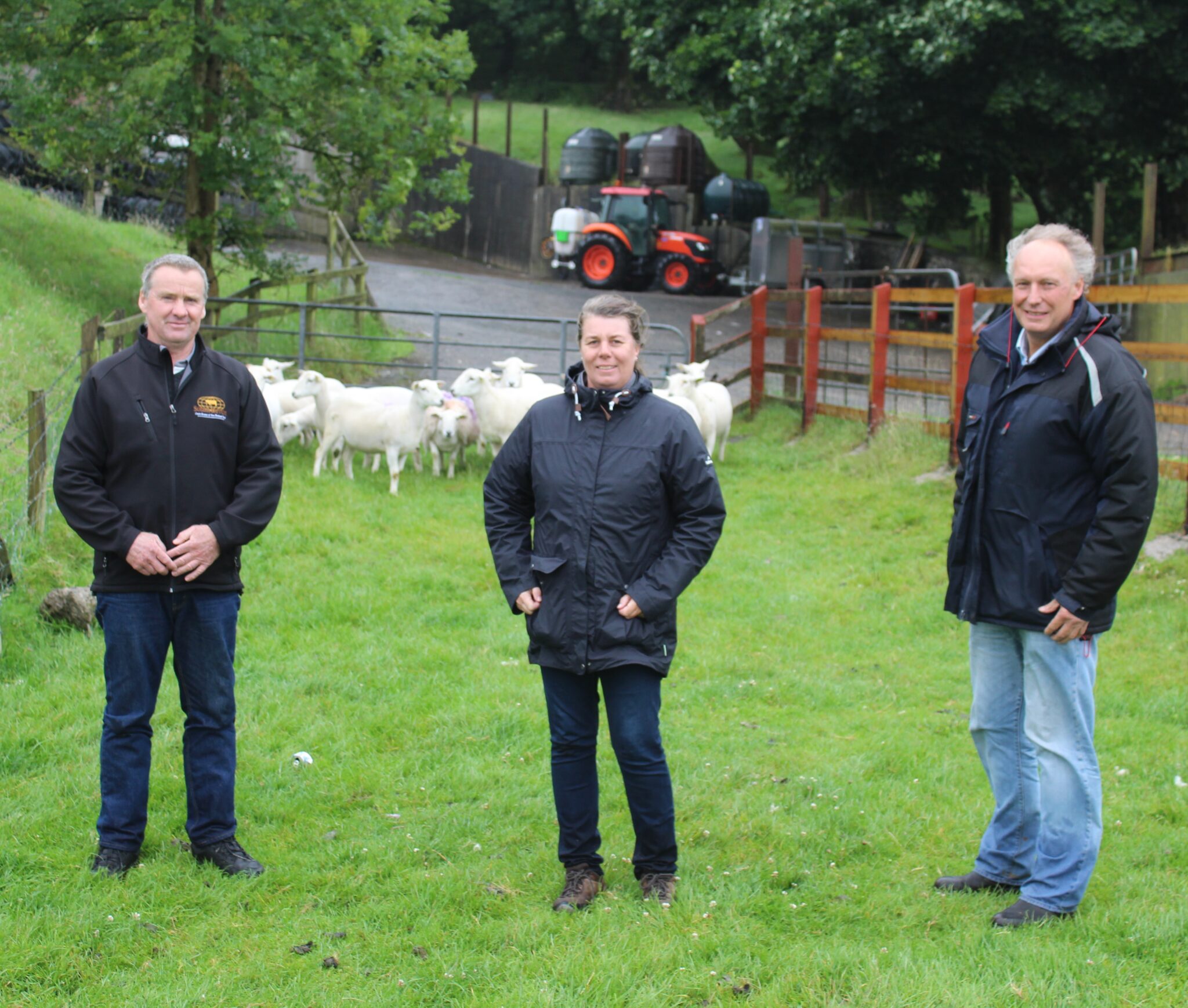 Demand for EasyCare sheep continues to rise in New Zealand - Agriland.co.uk