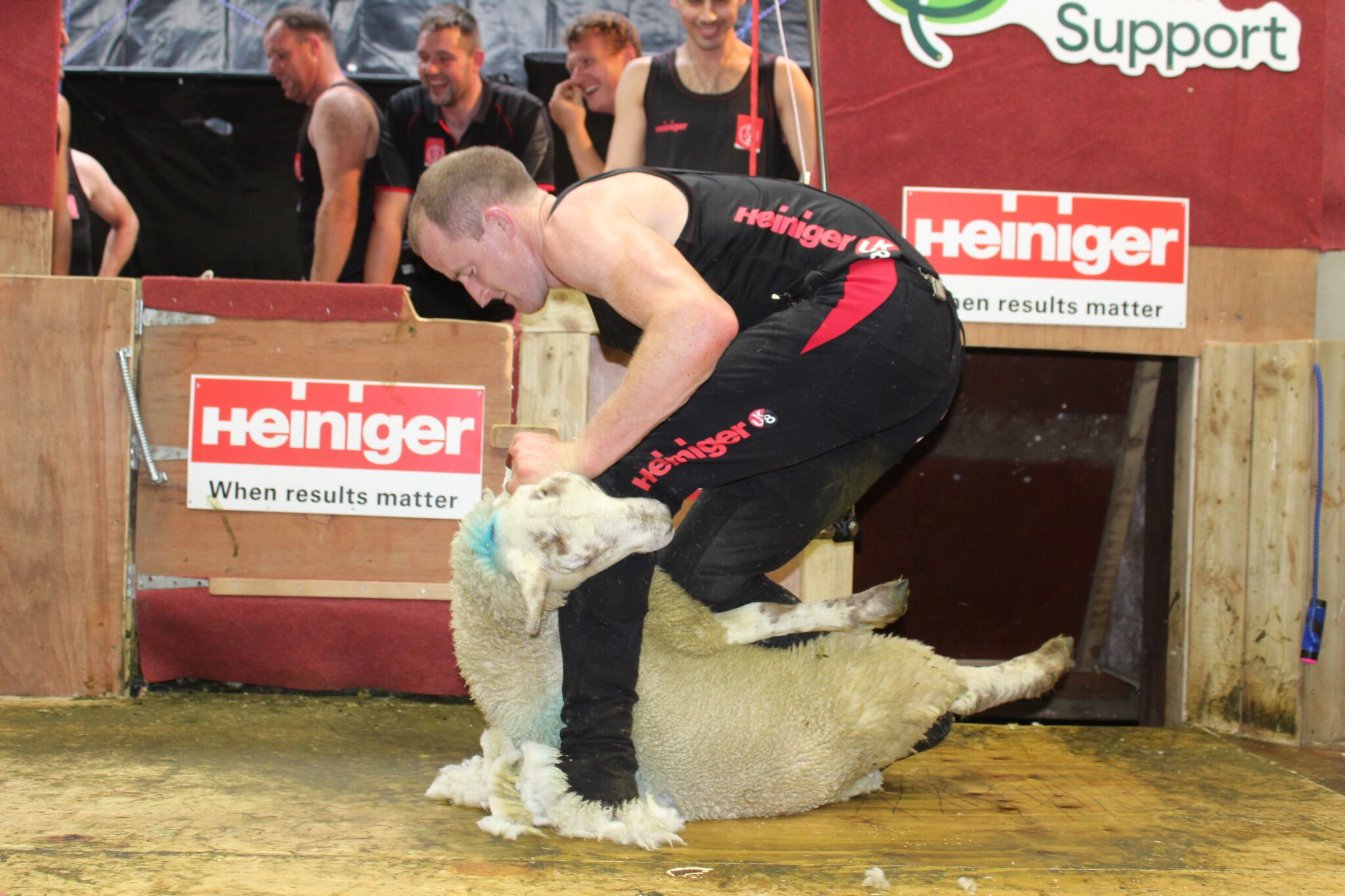 Tyrone farmer sets new record shearing 858 lambs in 9 hours - Agriland ...