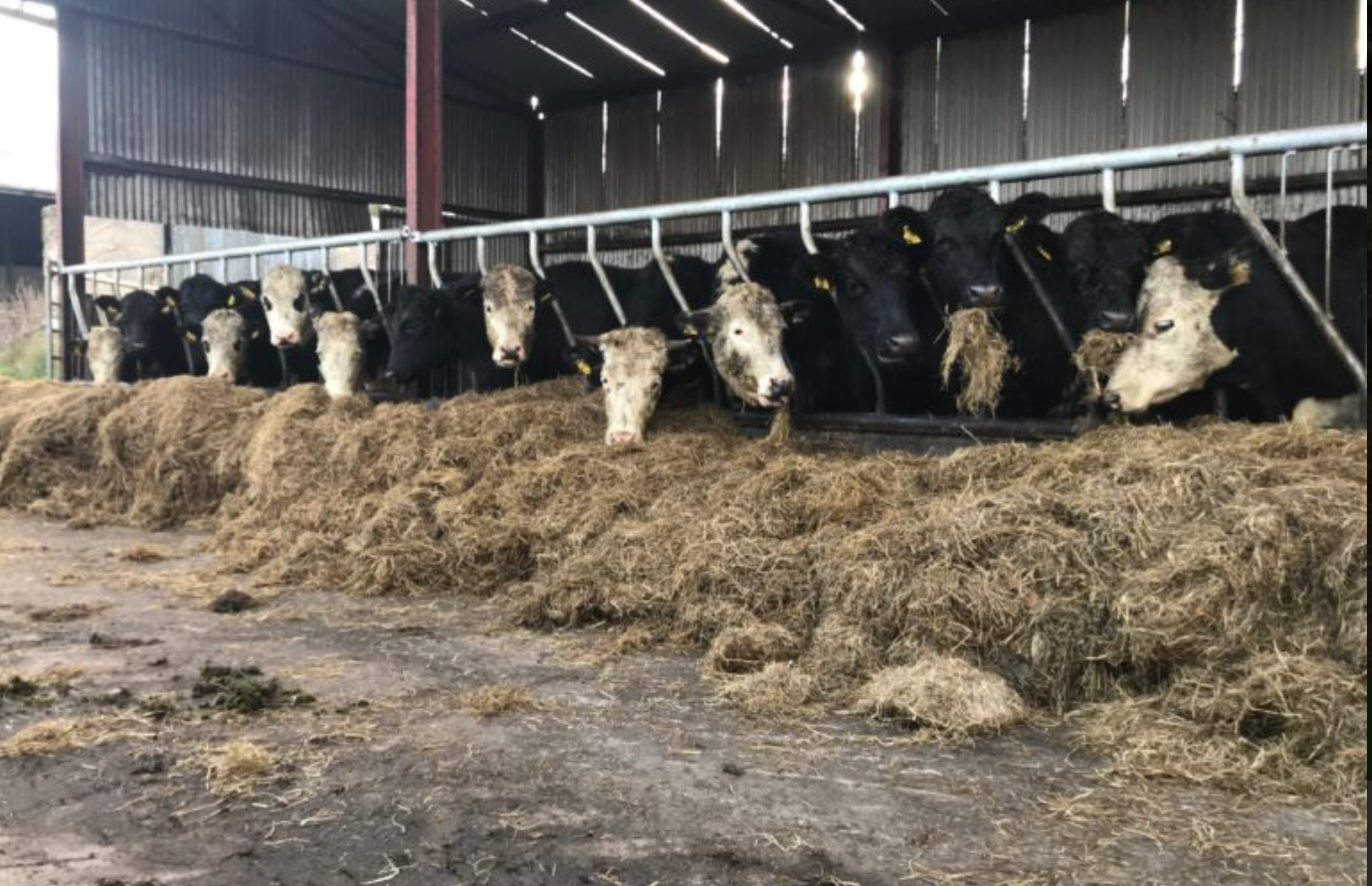 Methane reduction methodology launched for beef producers - Agriland.co.uk