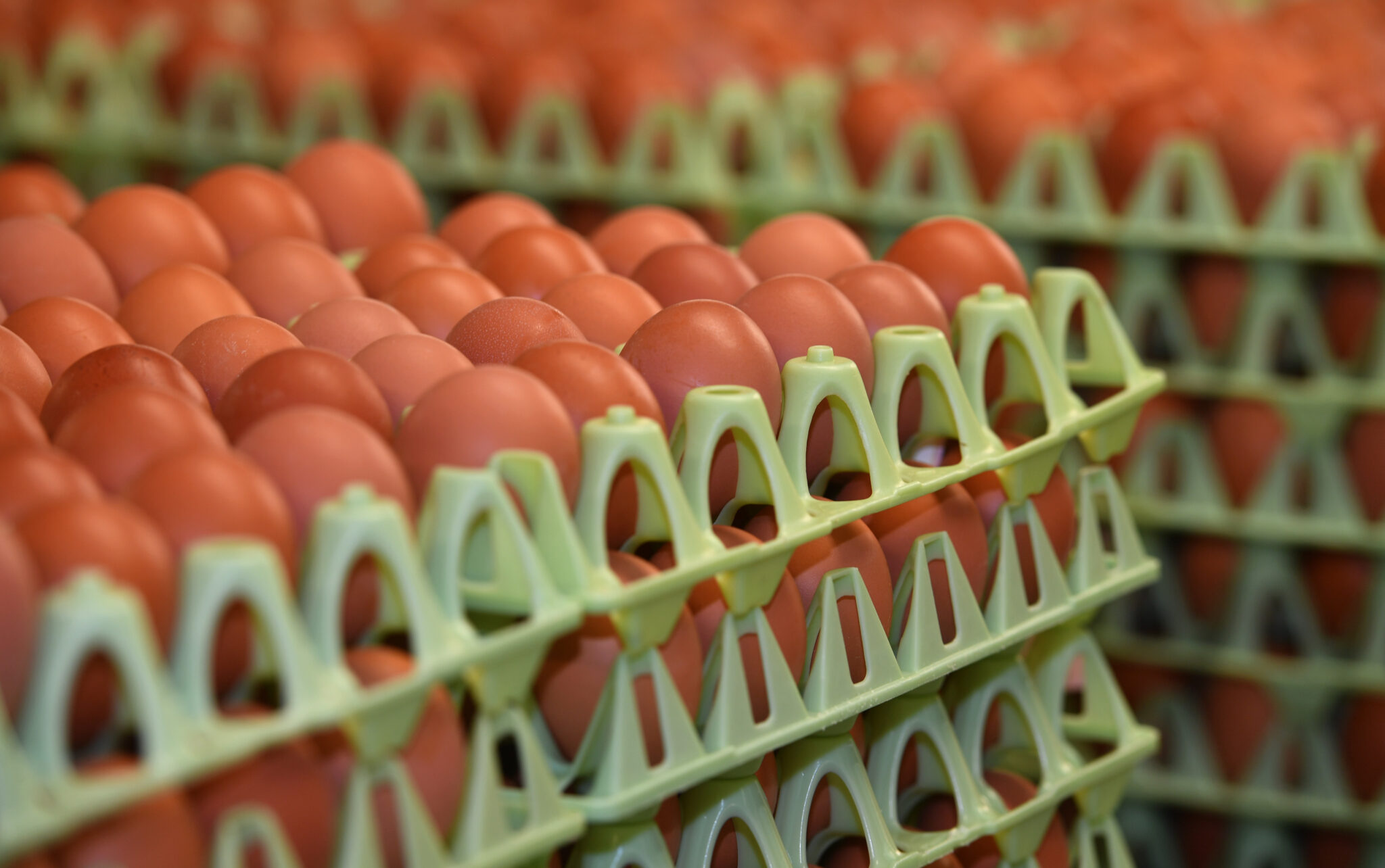 North’s poultry sector on full biosecurity alert - Agriland.co.uk