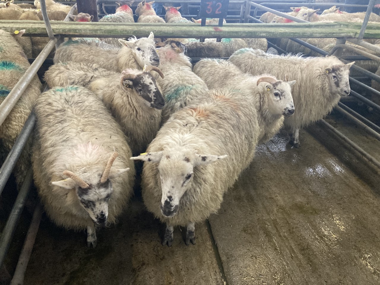 Opinion: Hogget pieces for sale at £24/kg in Bristol - Agriland.co.uk