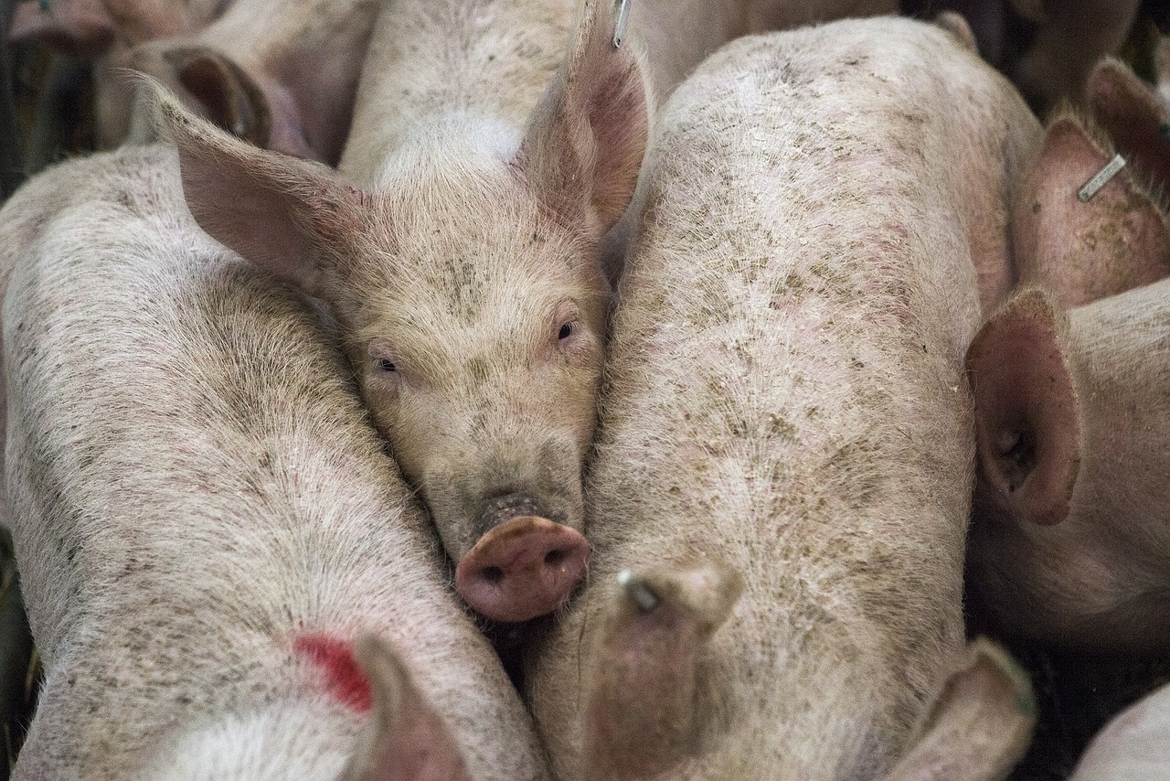 Cranswick pig farm stripped of Red Tractor certification - Agriland.co.uk