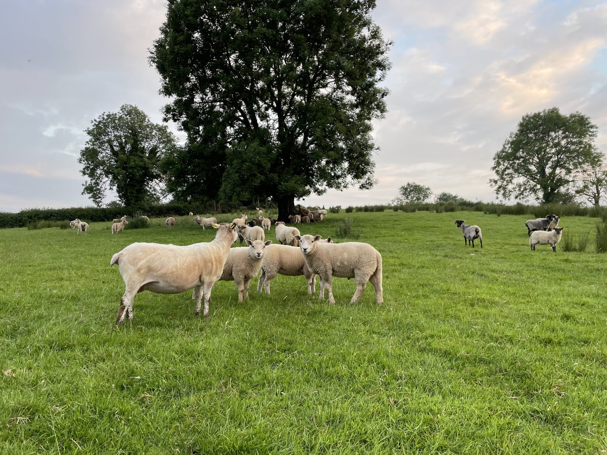 Minister Muir urged to launch NI sheep scheme at ‘Love Lamb Week ...