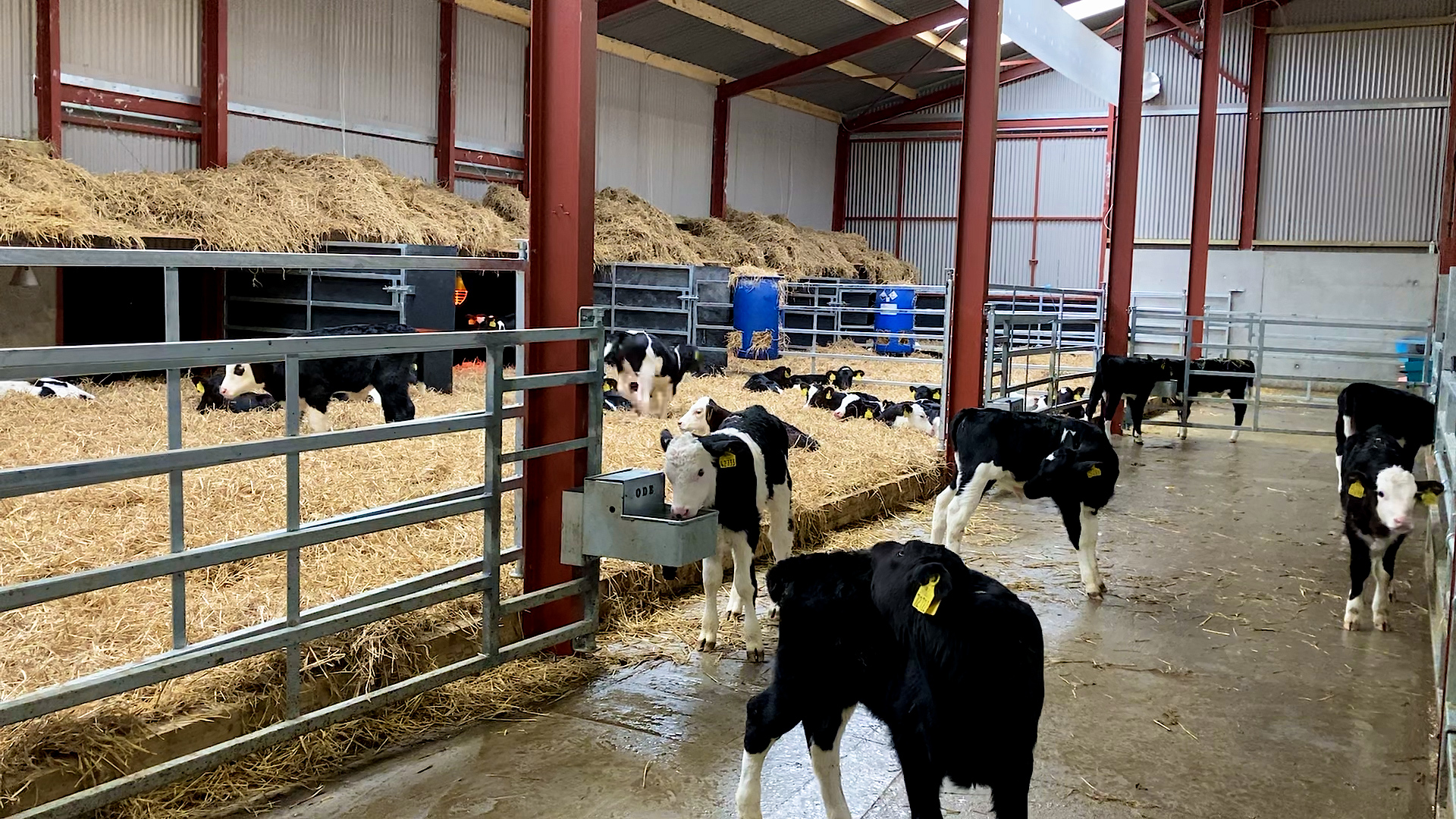 Water and concentrate feeding is key to calf rumen development ...