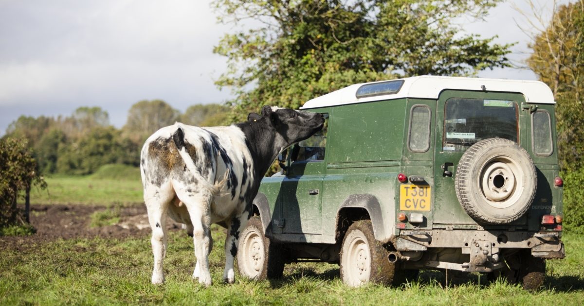 Sustainable Livestock Supply Chain Experts | Buitelaar